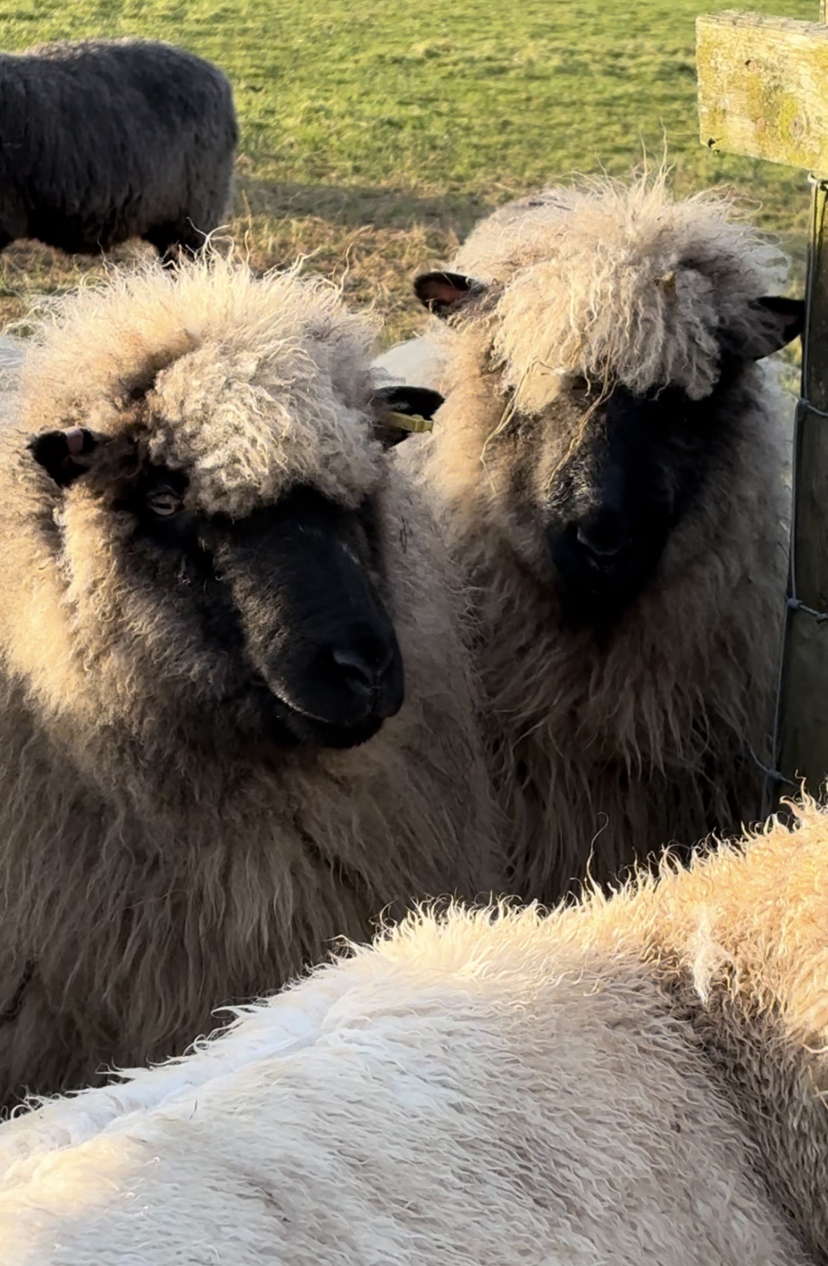 The Myth of the “Stupid Sheep”: Debunking a Persistent Misconception ...